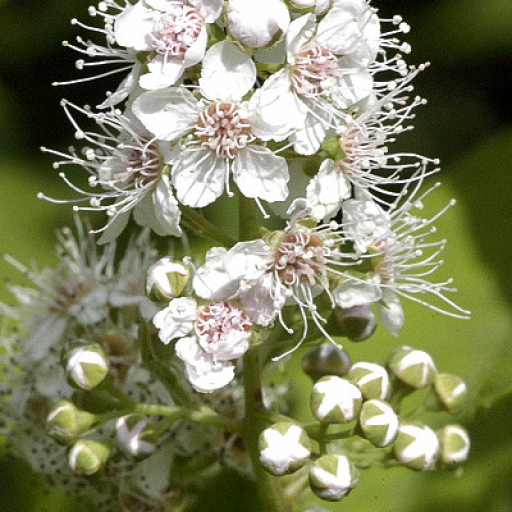 Meadowsweet (Spiraea Alba) Plant Care & How to Grow, Water