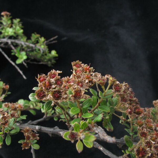 Spiraea Arcuata Care Guide: Water, Soil & Propagation - Plantiary