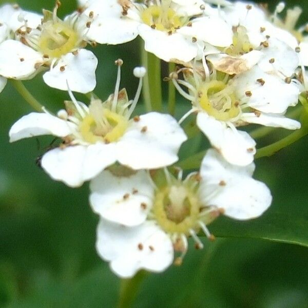 Montane Spiraea (Spiraea Blumei) Plant Care & How to Grow, Water