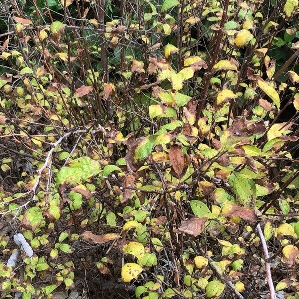 Himalayan Spirea (Spiraea Canescens) Plant Care & How to Grow, Water