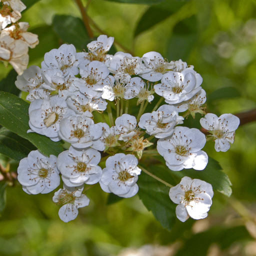 Elm-Leaf Spiraea (Spiraea Chamaedryfolia) Plant Care & How to Grow, Water