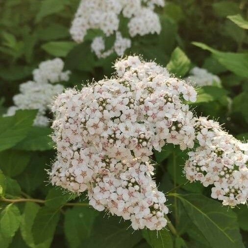Russian Spiraea (Spiraea Media) Plant Care & How to Grow, Water