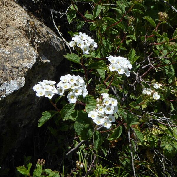 Spiraea Pilosa Plant Care & How to Grow, Water