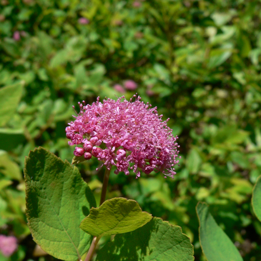 Rose Meadowsweet (Spiraea Splendens) Plant Care & How to Grow, Water
