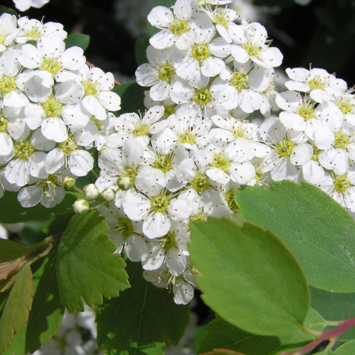 Spirea (Spiraea × Vanhouttei) Plant Care & How to Grow, Water