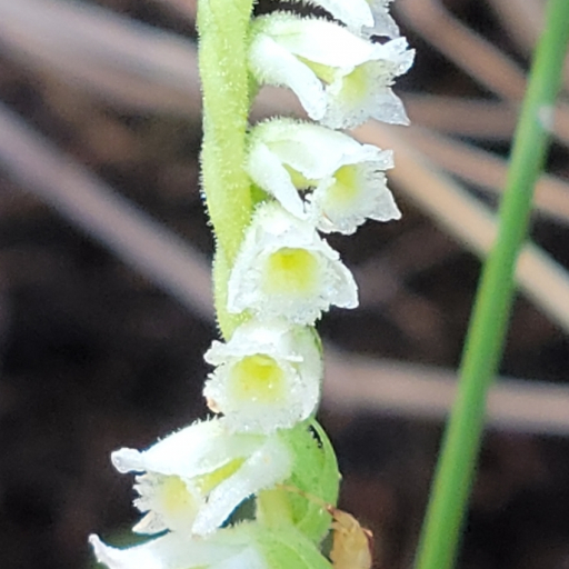 Texas Ladies'-Tresses (Spiranthes Brevilabris) Care Guide: Water, Soil ...