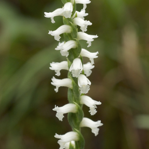 Nodding Lady's Tresses (Spiranthes Cernua) Plant Care & How to Grow, Water
