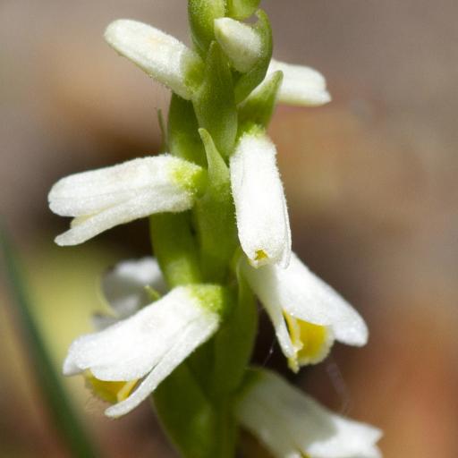 Shining Lady's Tresses (Spiranthes Lucida) Plant Care & How to Grow, Water