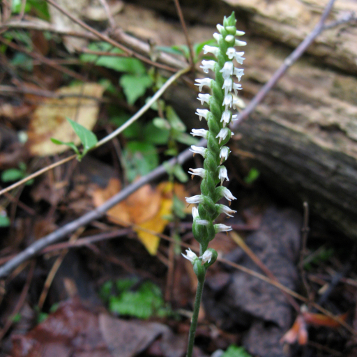 October Lady's Tresses (Spiranthes Ovalis) Plant Care & How to Grow, Water