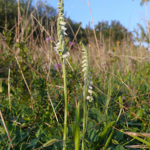 Autumn Lady's Tresses (Spiranthes Spiralis) Plant Care & How to Grow, Water