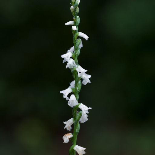 Little Lady's Tresses (Spiranthes Tuberosa) Plant Care & How to Grow, Water