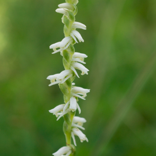Spring Ladies'-Tresses (Spiranthes Vernalis) Plant Care & How to Grow ...