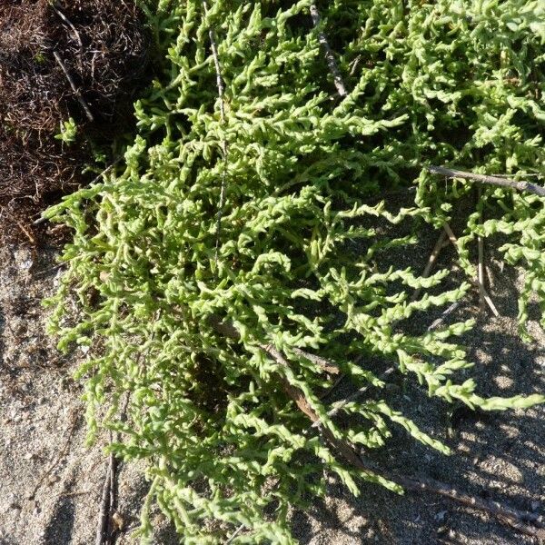 Hairy Saltwort (Spirobassia Hirsuta) Plant Care & How to Grow, Water