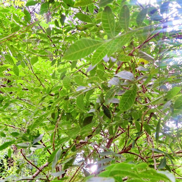 Spirotheca Rivieri Plant Care & How to Grow, Water