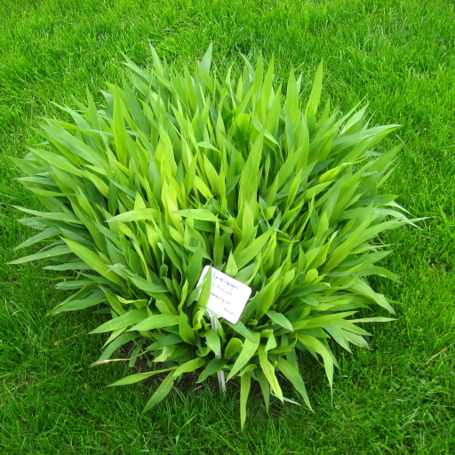 Frost Grass (Spodiopogon Sibiricus) Plant Care & How to Grow, Water