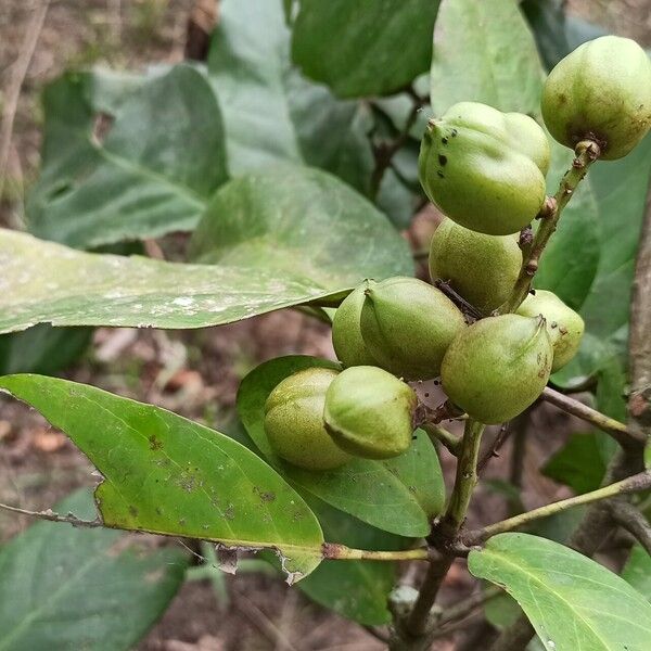 Spondianthus Preussii Plant Care & How to Grow, Water
