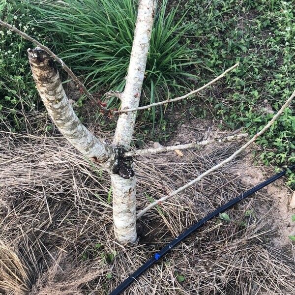 Spondias Bahiensis Plant Care & How to Grow, Water