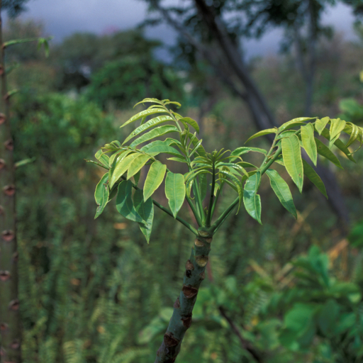 June Plum (Spondias Dulcis) Plant Care & How to Grow, Water