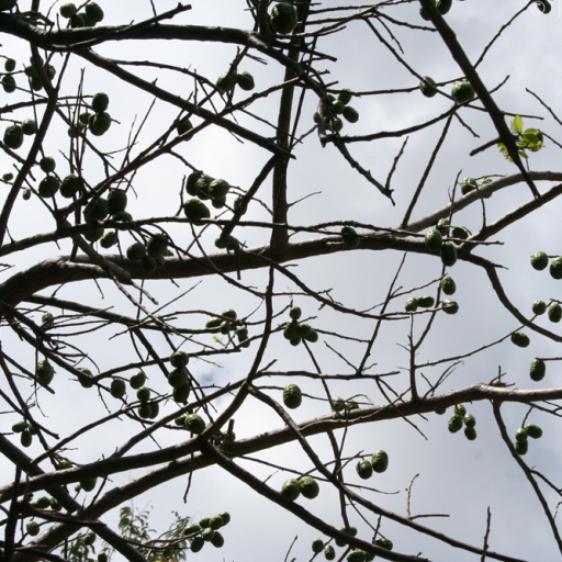 Jocote (Spondias Purpurea) Plant Care & How to Grow, Water