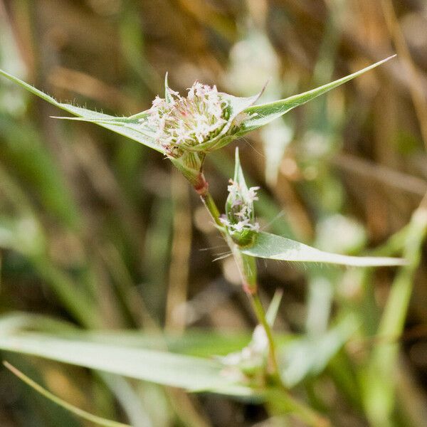Sharp-Leaved Grass (Sporobolus Aculeatus) Plant Care & How to Grow, Water