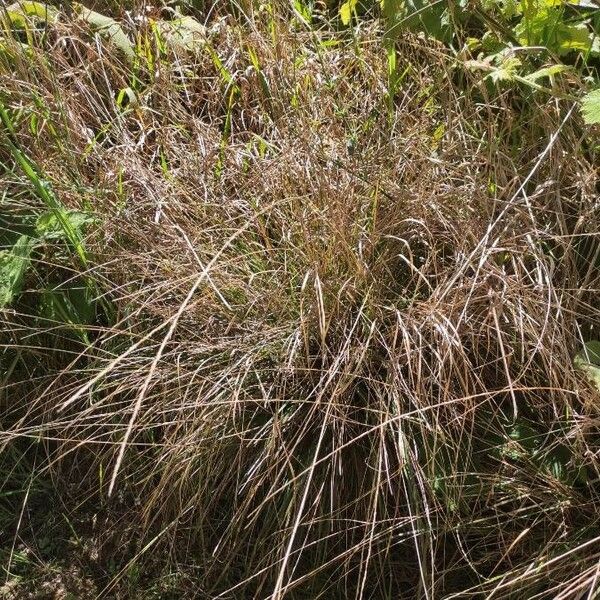 Rat-tail Grass (Sporobolus Africanus) Plant Care & How to Grow, Water