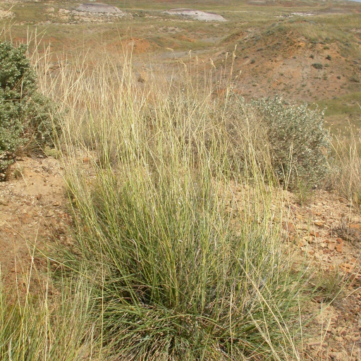 Alkali Sacaton (Sporobolus Airoides) Care Guide: Water, Soil ...