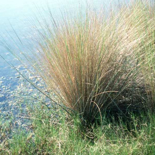 Sand Cordgrass (Sporobolus Bakeri) Plant Care & How to Grow, Water