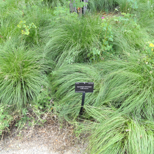 Prairie Dropseed (Sporobolus Heterolepis) Care Guide: Water, Soil ...