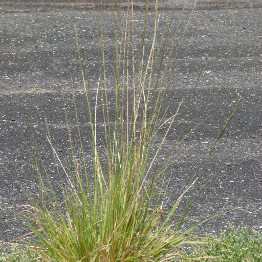 Smut Grass (Sporobolus Indicus) Plant Care & How to Grow, Water