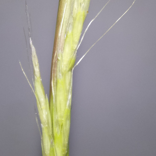 Small Dropseed (Sporobolus Neglectus) Plant Care & How to Grow, Water