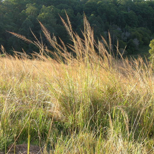 Grass (Sporobolus Pyramidalis) Plant Care & How to Grow, Water