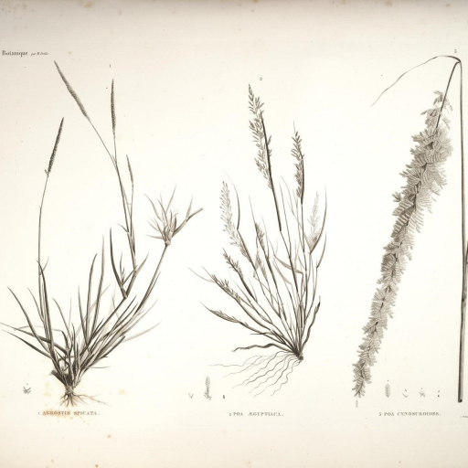 Spike Grass (Sporobolus Spicatus) Plant Care & How to Grow, Water