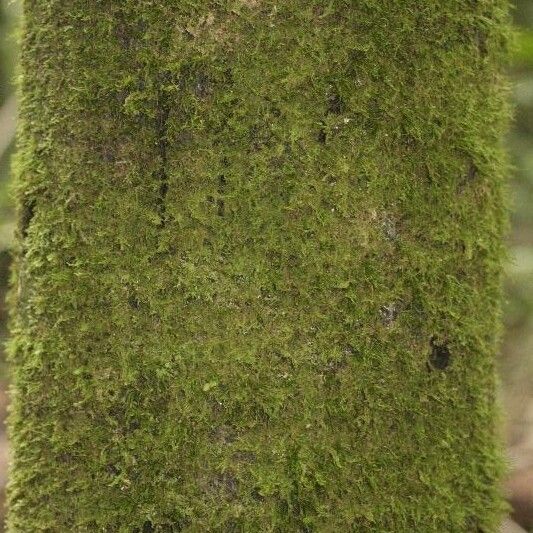 Stachyarrhena Acuminata Plant Care & How to Grow, Water