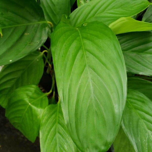 Stachyphrynium Spicatum Care Guide: Water, Soil & Propagation - Plantiary