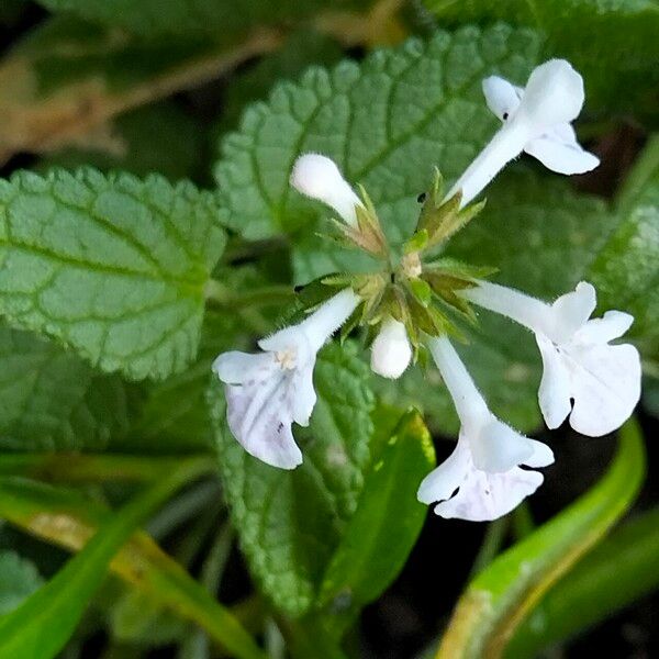 African Stachys (Stachys Aethiopica) Plant Care & How to Grow, Water