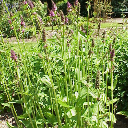 Chinese-Artichoke (Stachys Affinis) Plant Care & How to Grow, Water