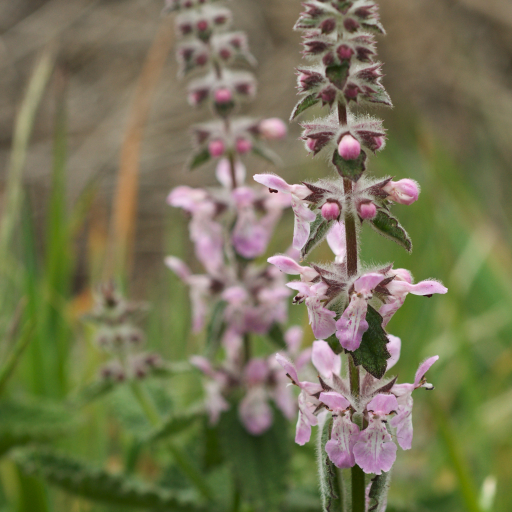 Hedge-Nettle (Stachys Ajugoides) Care Guide: Water, Soil & Propagation ...