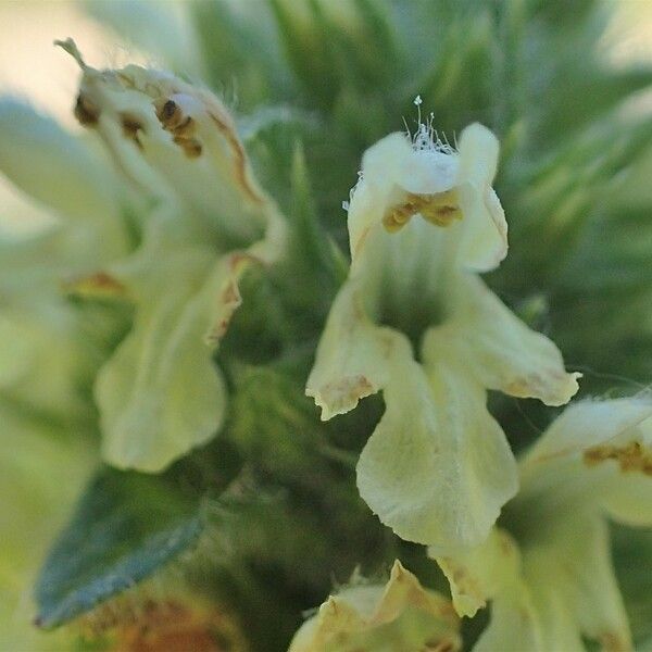 Yellow Betony (Stachys Alopecuros) Care Guide: Water, Soil ...