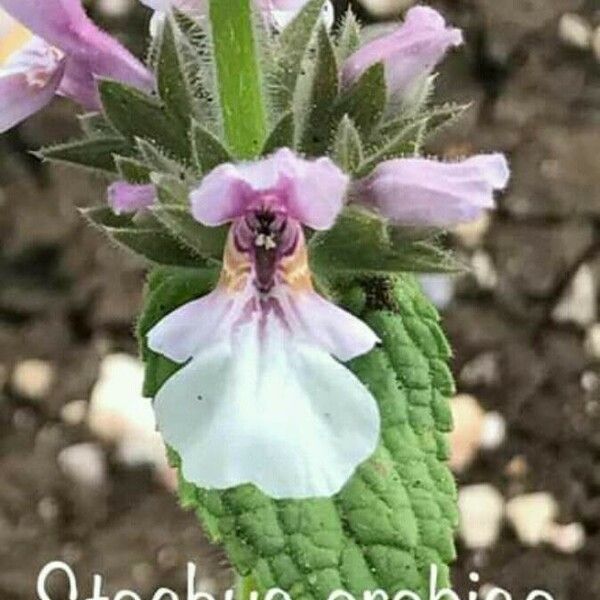 Stachys Arabica Plant Care & How to Grow, Water