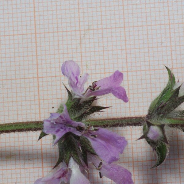 Stachys Arenaria Plant Care & How to Grow, Water