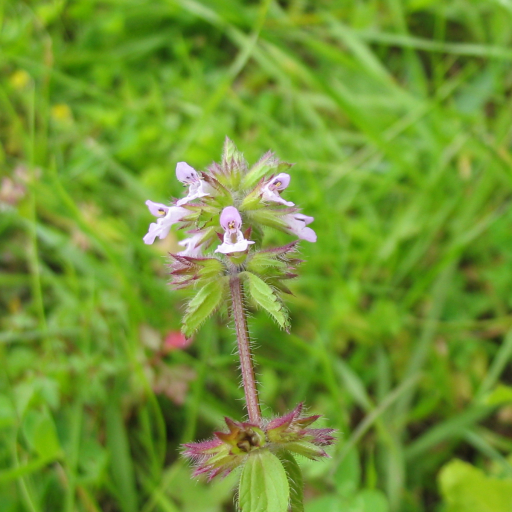 Field Stachys (Stachys Arvensis) Plant Care & How to Grow, Water