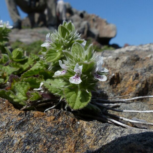Stachys Brachyclada Care Guide: Water, Soil & Propagation - Plantiary