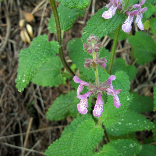California Hedgenettle (Stachys Bullata) Plant Care & How to Grow, Water