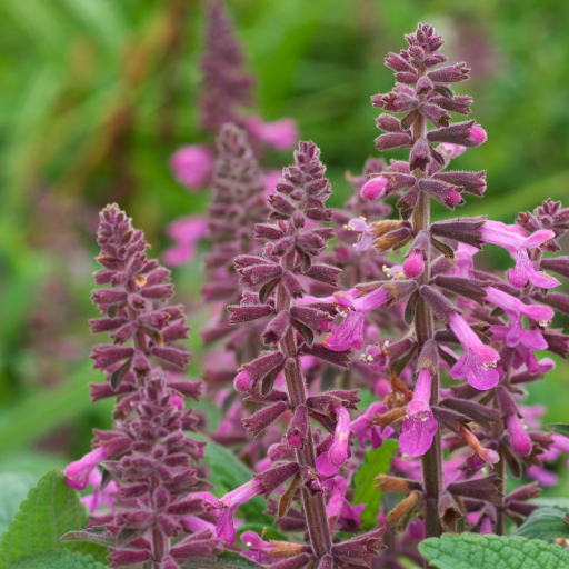 Coastal Hedge-Nettle (Stachys Chamissonis) Plant Care & How to Grow, Water