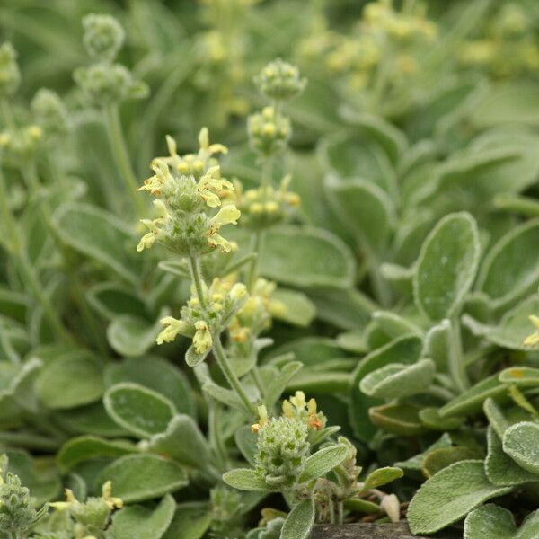 Stachys Citrina Care Guide: Water, Soil & Propagation - Plantiary