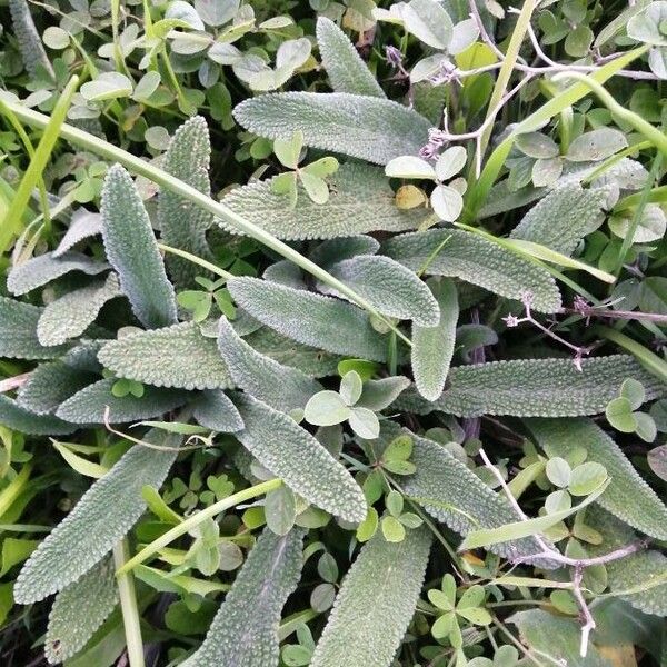 Cretan Hedgenettle (Stachys Cretica) Care Guide: Water, Soil ...
