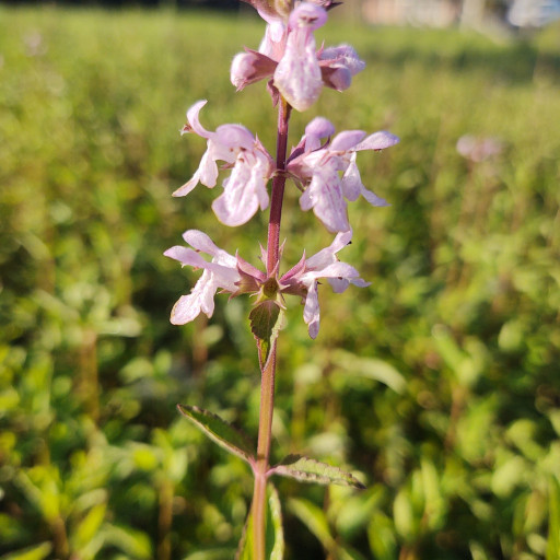 Florida Hedgenettle (Stachys Floridana) Plant Care & How to Grow, Water