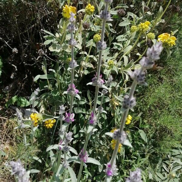 Stachys Graeca Care Guide: Water, Soil & Propagation - Plantiary