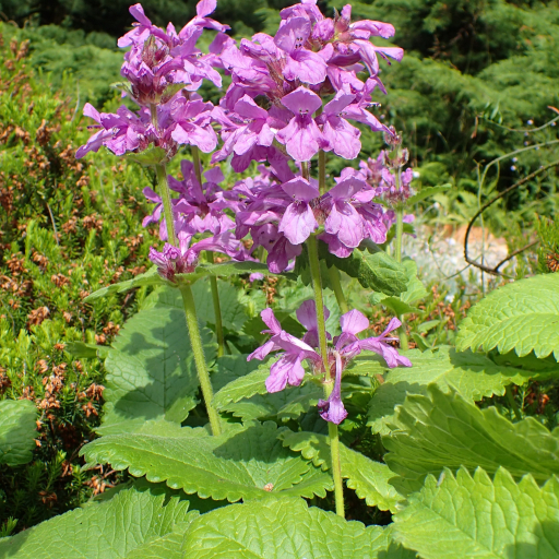 Big-Sage (Stachys Macrantha) Plant Care & How to Grow, Water