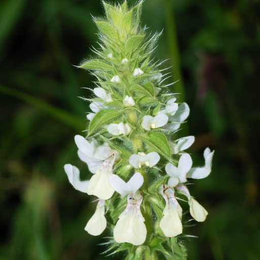 Hairy Woundwort (Stachys Ocymastrum) Plant Care & How to Grow, Water